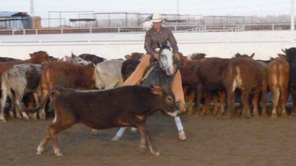 Saddle up with Beth Eva: So You Want To Buy A Horse? Pt. 2 | Clovis Roundup